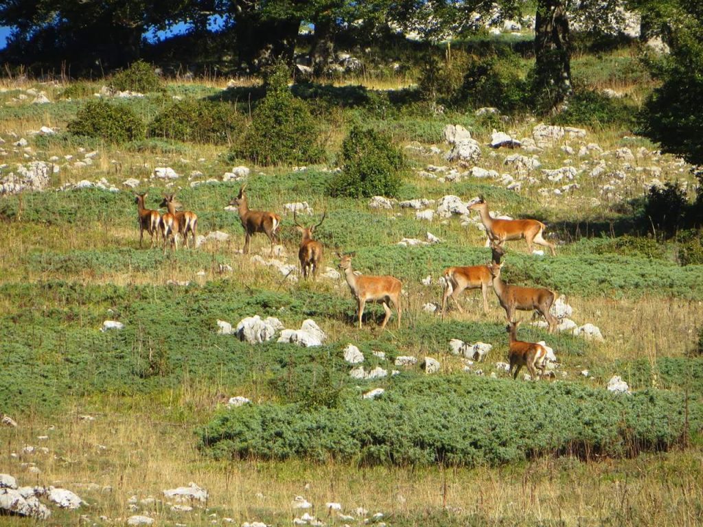 Tutti a vedere i cervi in amore nel bosco della riserva naturale ...