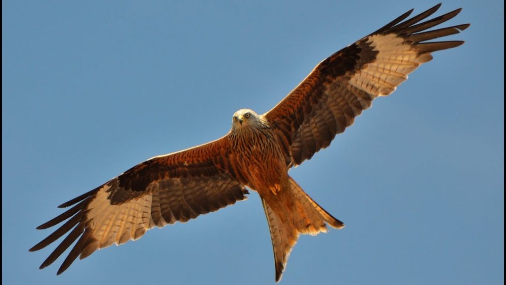 Nibbio reale, 252 individui censiti in Abruzzo. Si conferma una delle ...